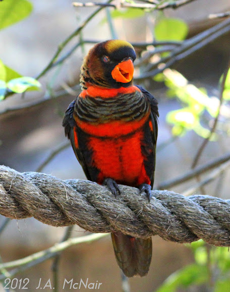 Dusky Lory | Project Noah