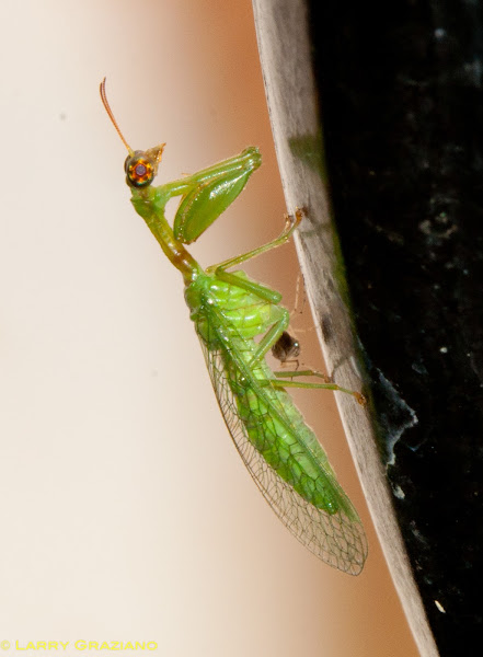 Mantid Fly | Project Noah