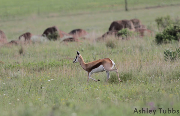 Springbok | Project Noah