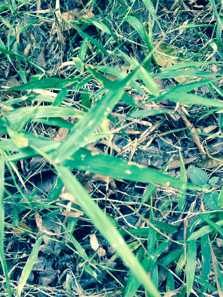 Tiger Grass | Project Noah