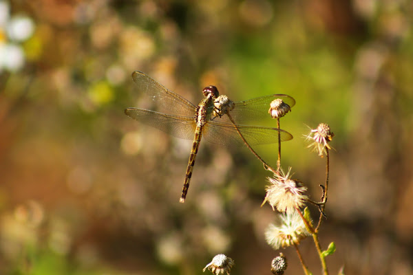 Band-winged Dragonlet Dragonfly (female) | Project Noah