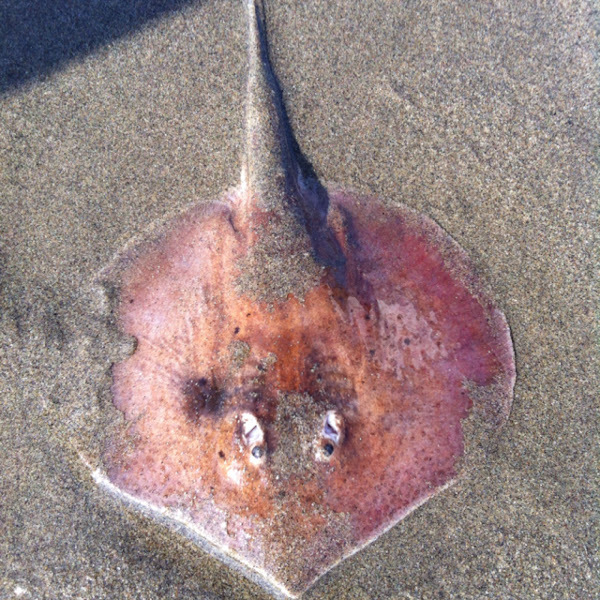 Rogers Roundray | Project Noah