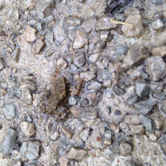 Penny toad | Project Noah