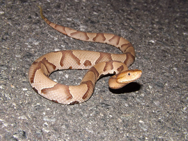Southern Copperhead | Project Noah