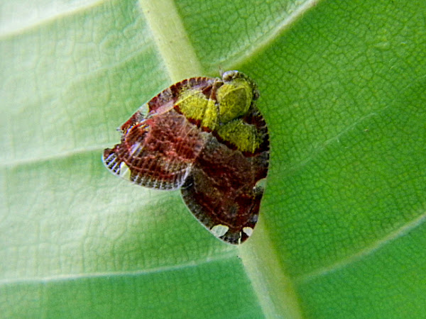 Ricaniid planthopper | Project Noah