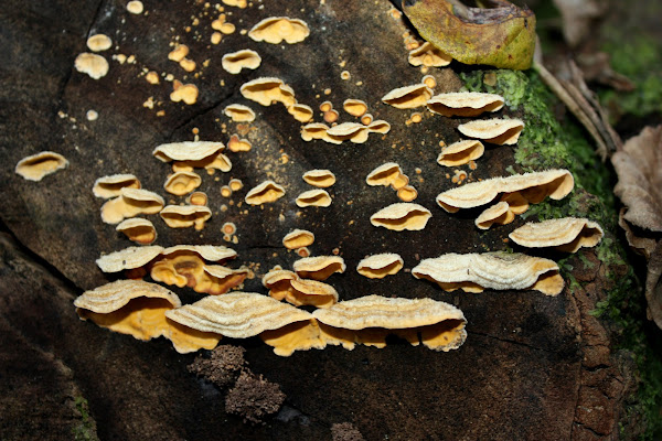 Trametes pubescens | Project Noah