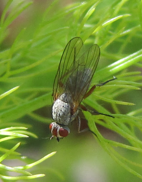 Tiger Fly | Project Noah