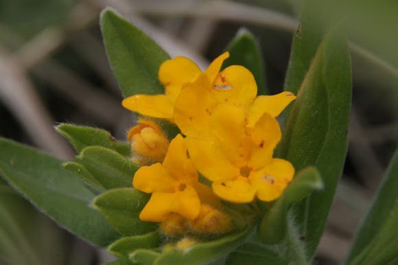 Hoary Puccoon | Project Noah