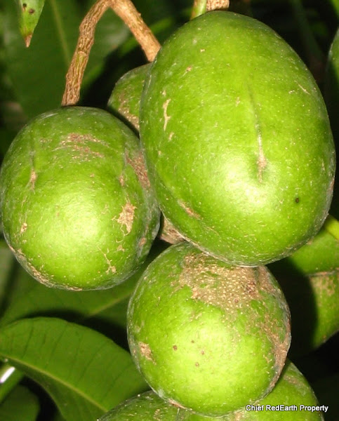 അമ്പഴം (ambazham), INDIAN HOG PLUM, | Project Noah