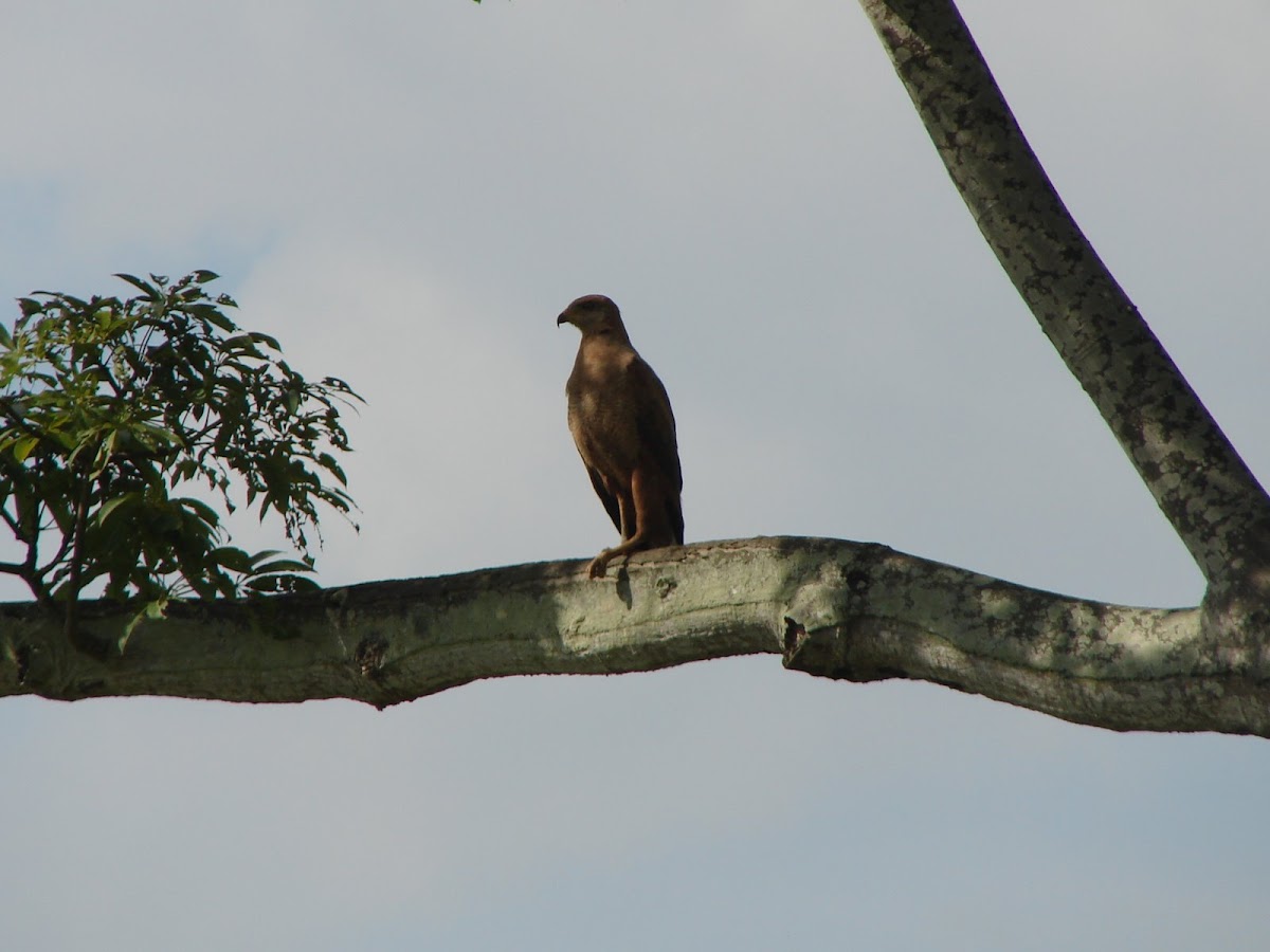 Savanna Hawk | Project Noah