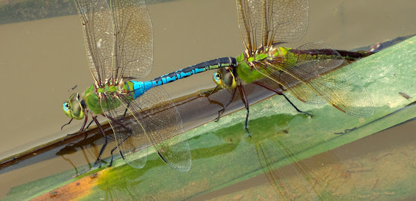 Common Green Darner dragonfly (mating pair, in tandem, oviposition ...