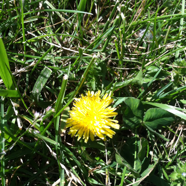 Dandelion | Project Noah