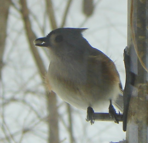 Tufted Titmouse | Project Noah
