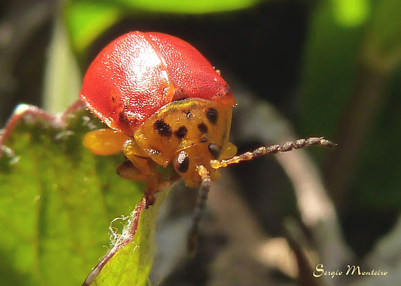 Red leaf beetle | Project Noah