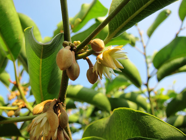 Spanish cherry | Project Noah