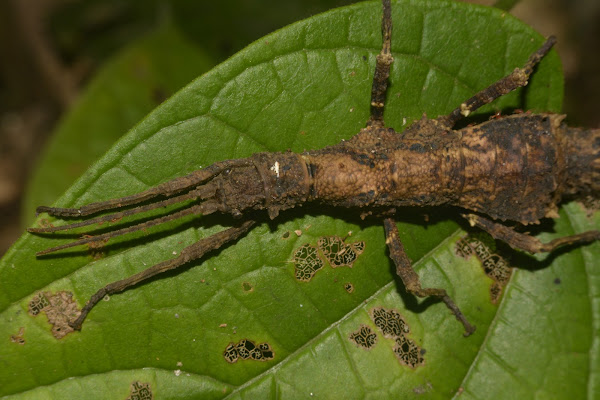 Spiny Stick Insect, Phasmid - Female | Project Noah