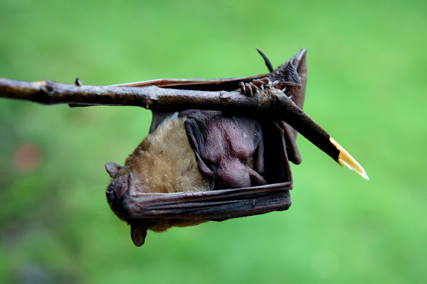 Lesser Asiatic Yellow House Bat (with Pup) | Project Noah