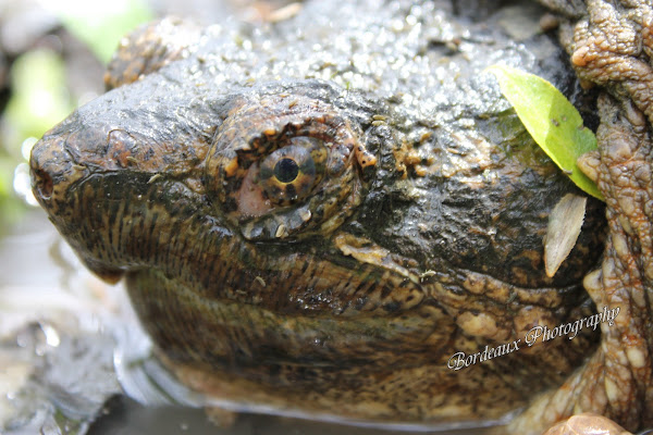 Common Snapping Turtle | Project Noah