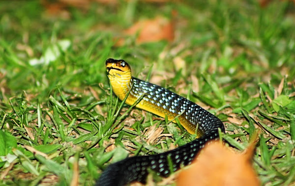 Green Tree Snake | Project Noah