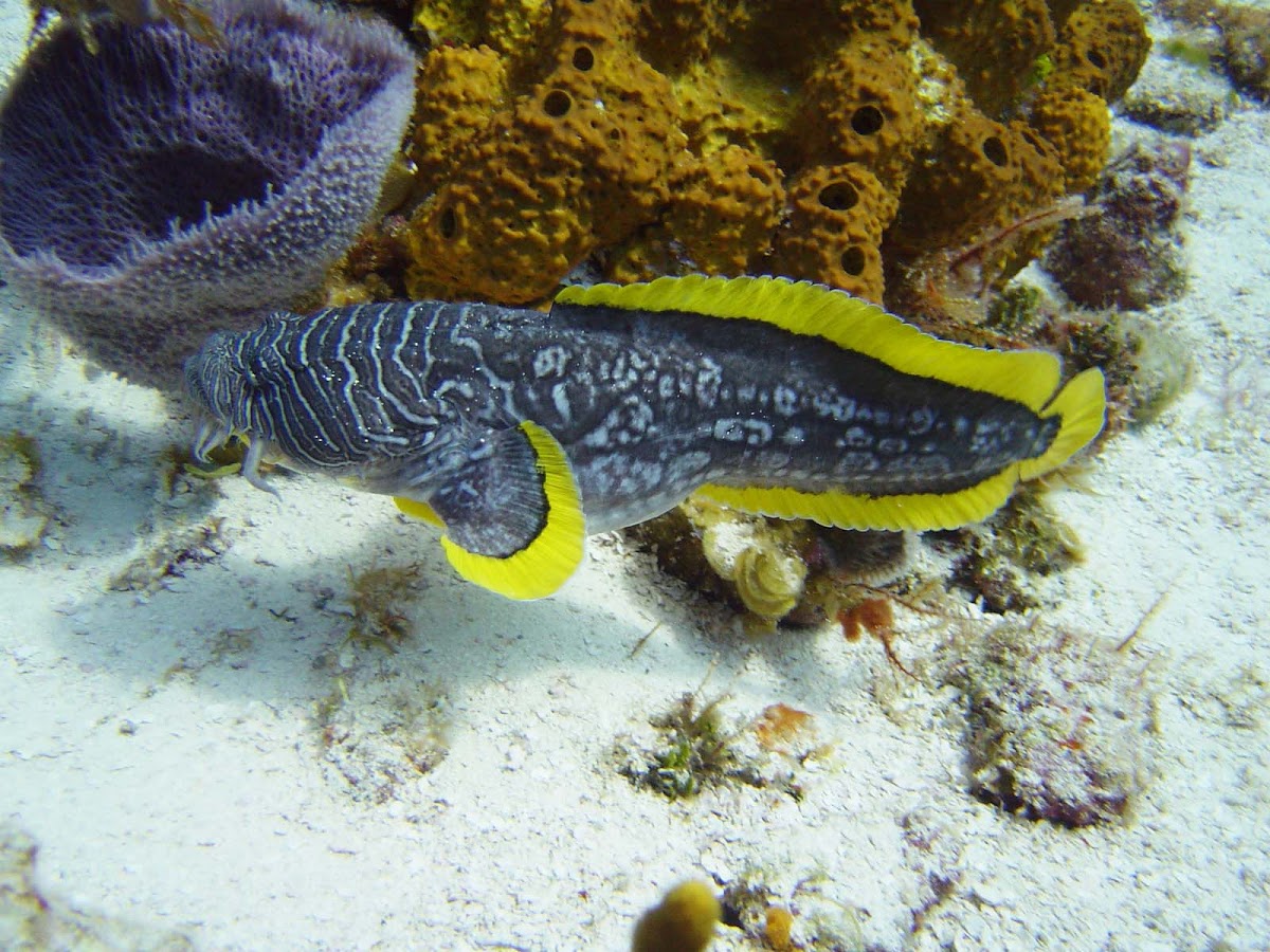 Splendid toadfish | Project Noah