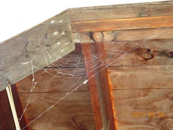 Barn Spider (female) | Project Noah