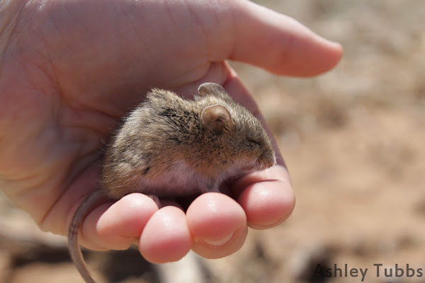 Plains Harvest Mouse | Project Noah