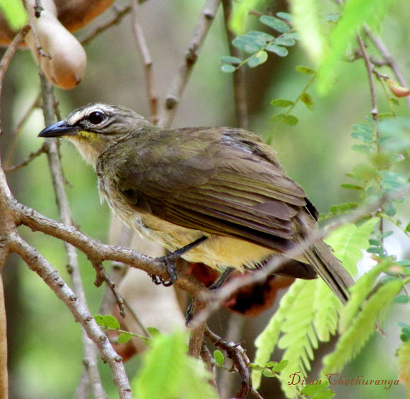 white-browed bulbul | Project Noah