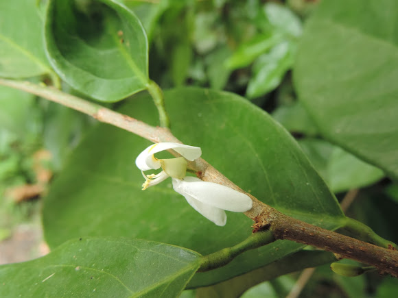 Camwood | Project Noah