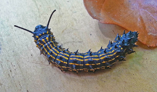 Yellow Striped Oakworm | Project Noah