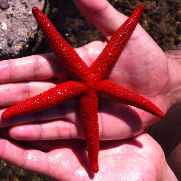 Red Starfish | Project Noah
