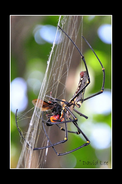 Golden Orb Web Spider | Project Noah