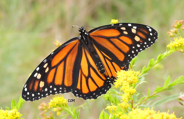 Monarch Butterfly | Project Noah