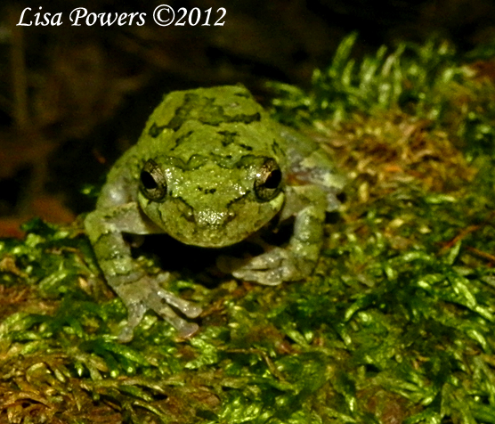 Cope's Gray Treefrog/Eastern Gray Treefrog | Project Noah