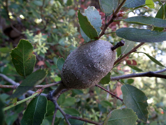 Gouty Stem Gall Wasp | Project Noah