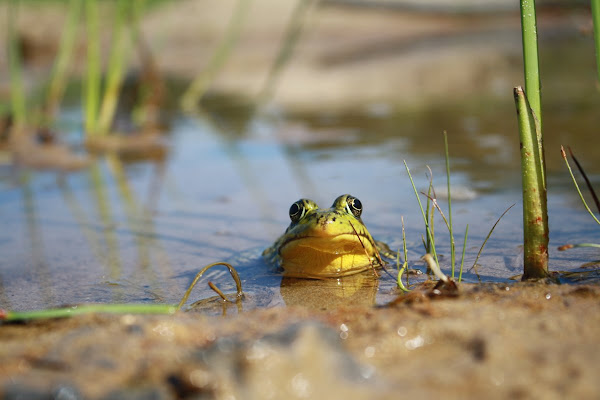 Green Frog | Project Noah