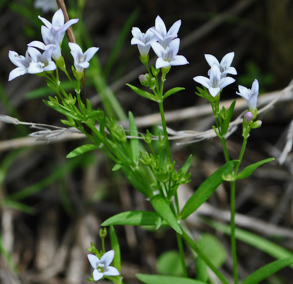 Long-Leaved Bluets | Project Noah
