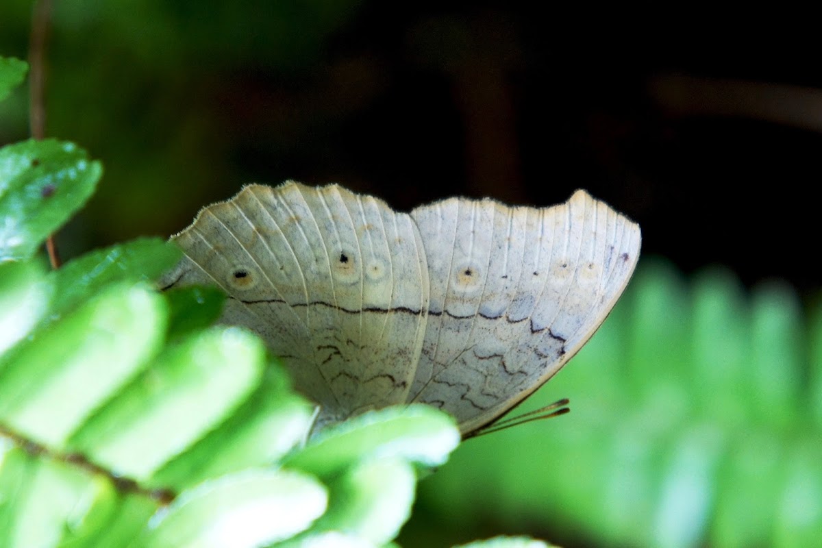 Grey Pansy | Project Noah