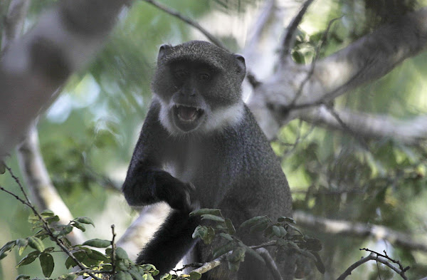 Syke's Monkey | Project Noah