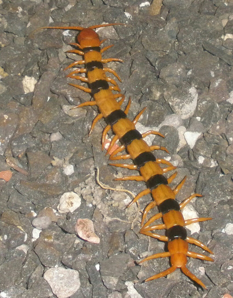 Indian Giant Tiger Centipede | Project Noah