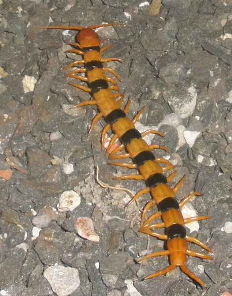 Indian Giant Tiger Centipede | Project Noah