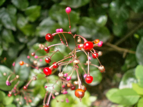 Fame Flower (Fruit) | Project Noah