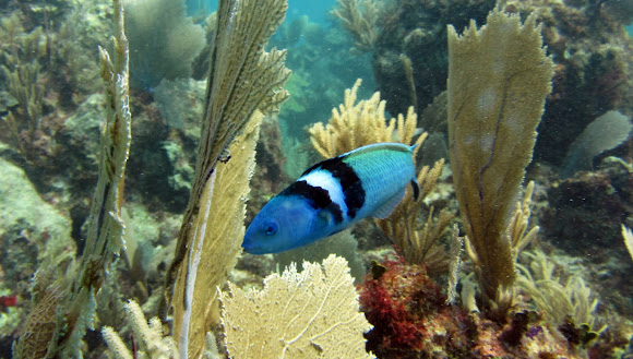 Blue-headed wrasse | Project Noah