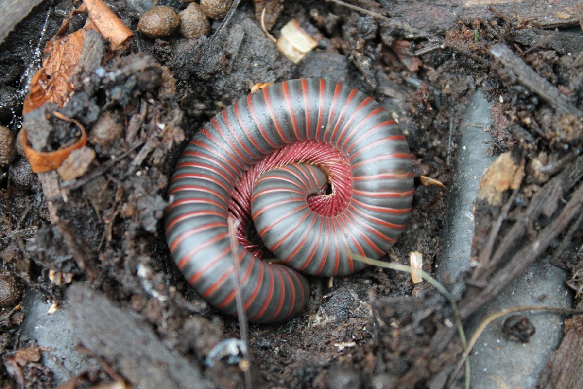 Red-banded Millipede | Project Noah