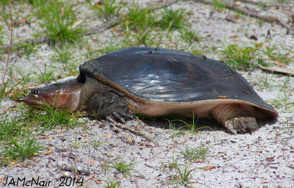 Florida Softshell Turtle | Project Noah