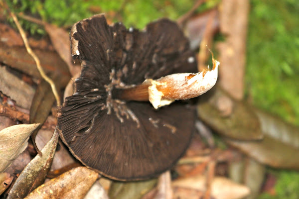 Agaricus species | Project Noah