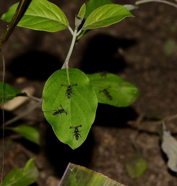 Stalk-eyed Fly | Project Noah