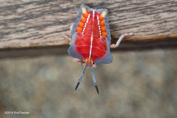 Lychee Giant Stink Bug nymph | Project Noah