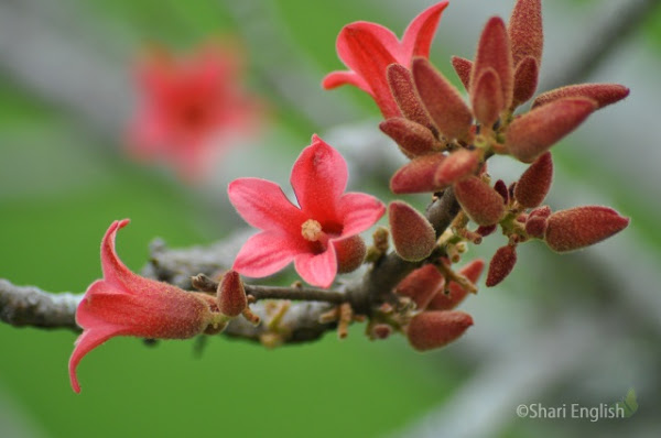 Flame Tree | Project Noah