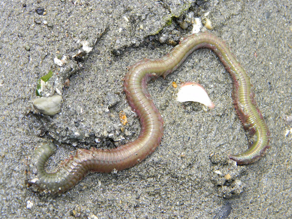 Pile Worm | Project Noah