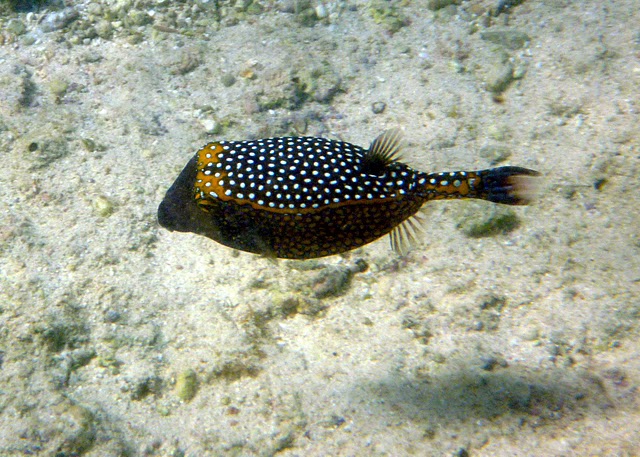 Spotted Boxfish | Project Noah